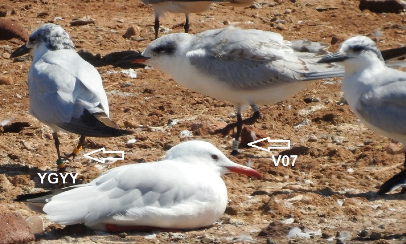German Gull-billed Tern family in Morocco (a male and its juvenile ...